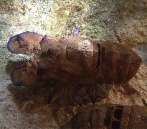 Venez découvrir l'Océarium du Croisic